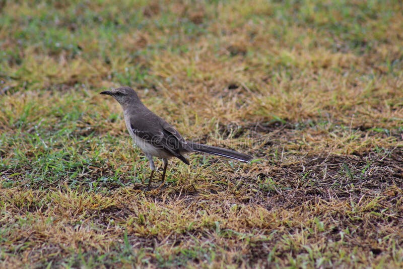 Bird stock image. Image of bird, running, nature, critter - 57143393