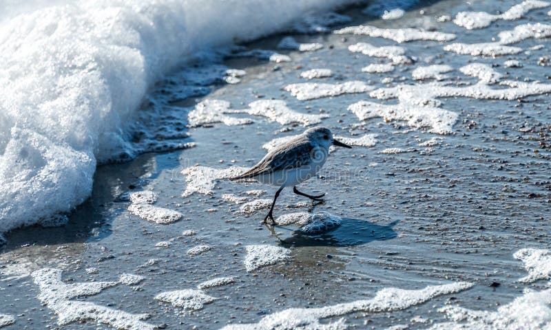 Bird Running from Incoming Wave Stock Image - Image of bird, ocean ...
