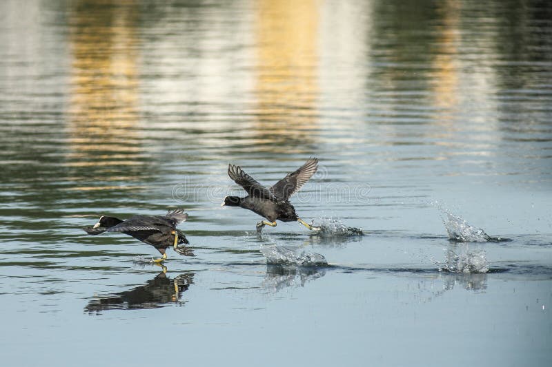 Bird running on water stock photo. Image of nature, feather - 337137706