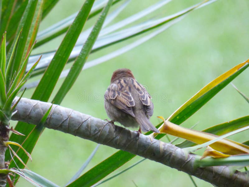 Bird`s Back. Sparrow`s Back Stock Image - Image of alone, concept: 97559675