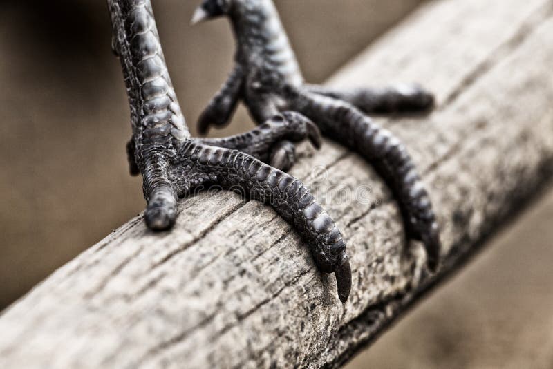 Bird s claws stock image. Image of wild, native, predator - 60816677