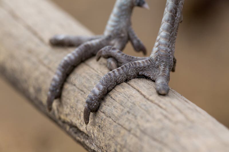 Turkey Foot Claws Stock Photos - Free & Royalty-Free Stock Photos from ...