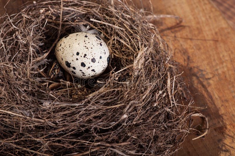 Birds Egg in a Natural Nest, Nature Fauna Stock Image - Image of ...