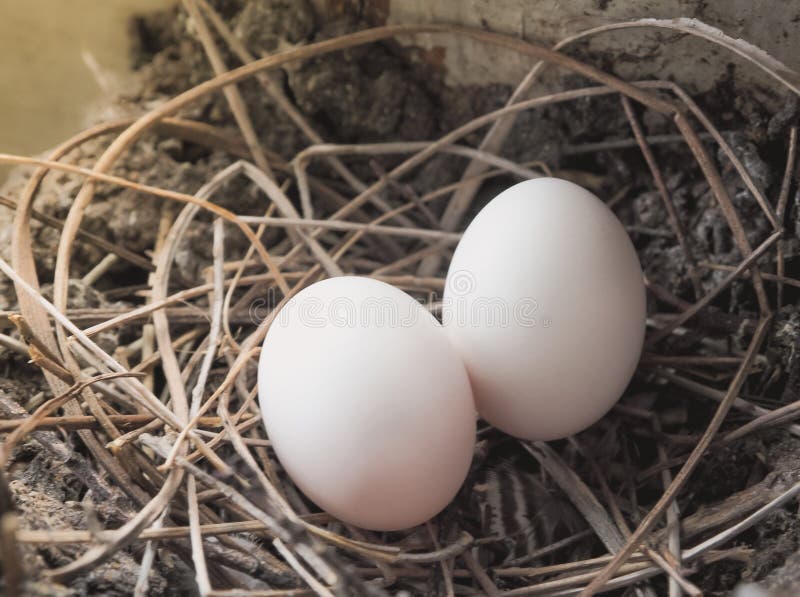 Bird`s Eggs in the Straw Nest. Selective Focus Stock Photo - Image of ...