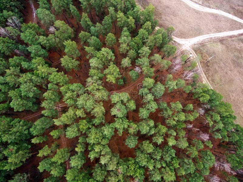 Bird`s-eye Forest Trees View from Above. Country Road with a Jun Stock ...