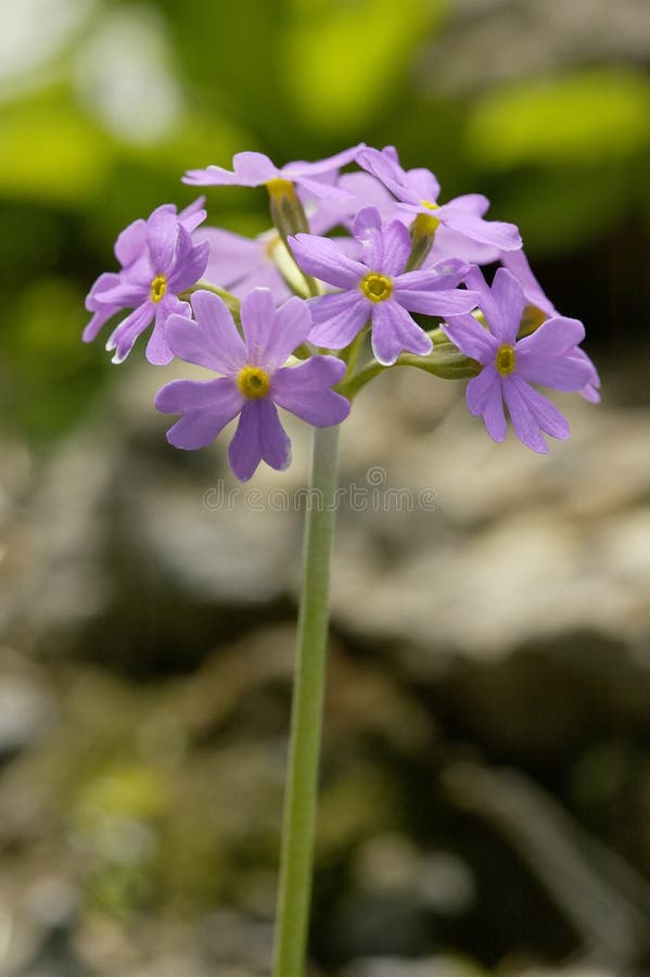 Bird S-eye Primrose - Primula Farinosa Stock Photo - Image of primula ...