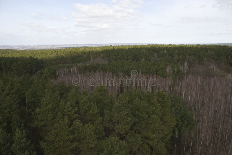 Bird s eye view stock image. Image of bird, birch, horizon - 24102869