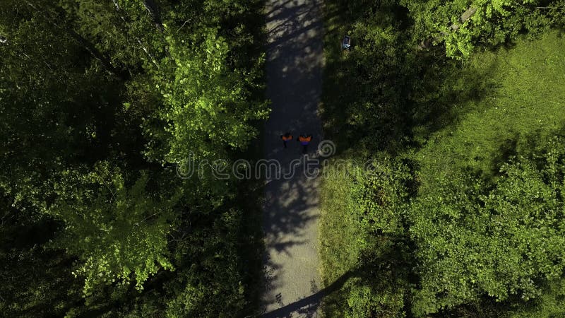 Bird S-eye View. Clip. Workers Walk through the Green Forest in a ...