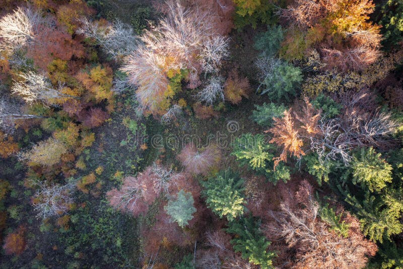 Bird`s Eye View of Forest Floor with Colored Leaves Stock Image - Image ...