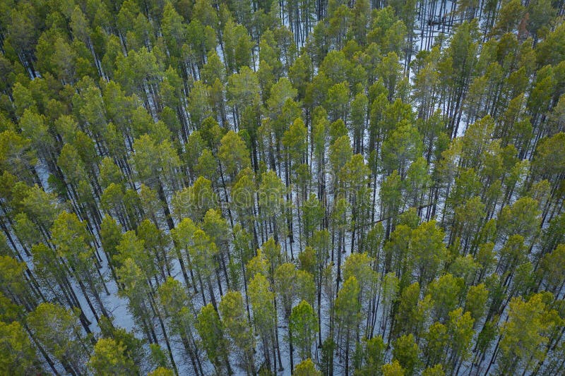 Bird S-eye View of a Forest with Tall Green Trees during Winter Stock ...