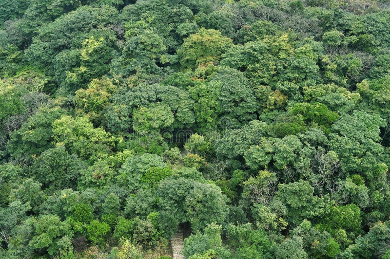 Bird s eye view forrests stock image. Image of tree, travel - 19244977