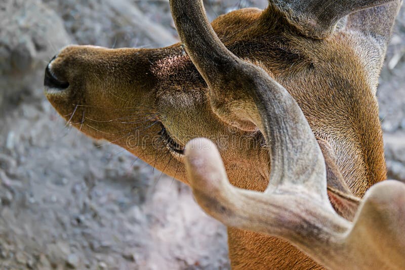 Bird`s-eye View on the Head and the Antlers of a Male Fallow Deer Stock ...