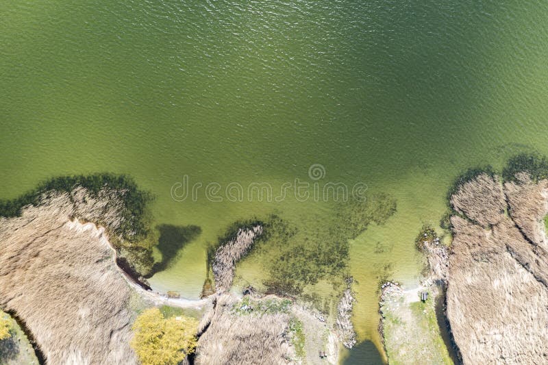 A Bird`s Eye View of the Lake Shore, Thickets on the Lake - a Photo ...