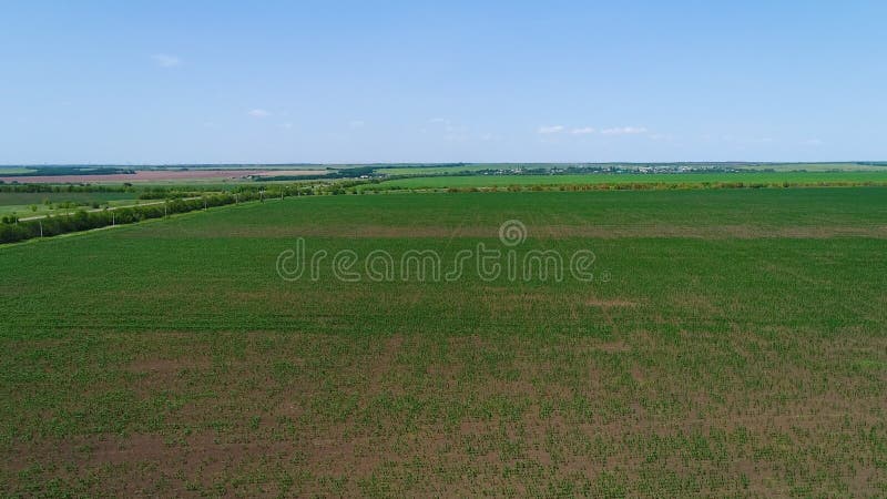 Bird S Eye View of a Lush Field Stock Video - Video of wheat ...