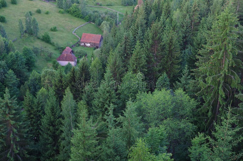 Bird`s Eye View of Pine Forest 2 Stock Image - Image of green, barn ...