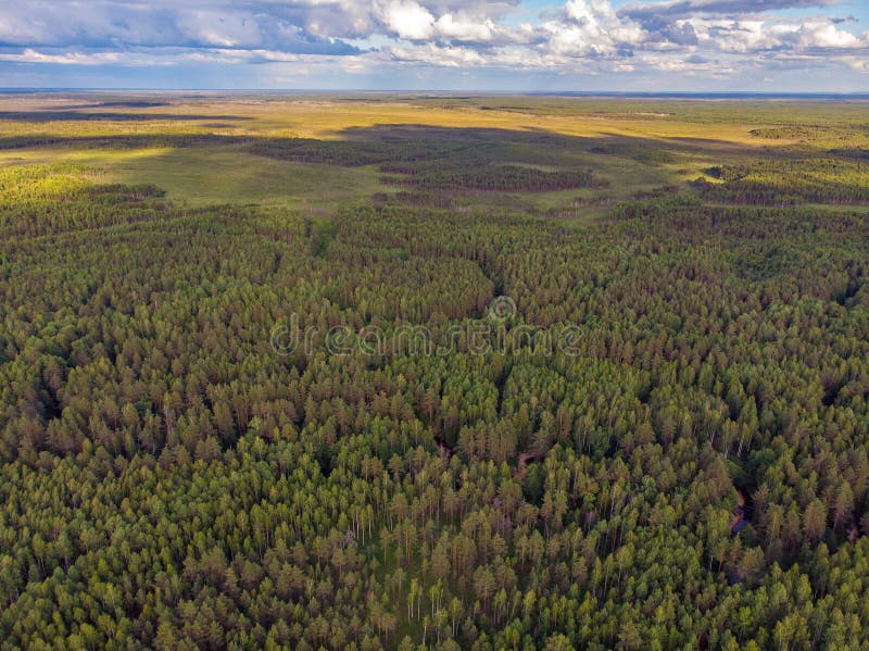 Bird`s-eye View of a Pine Forest in Summer Stock Photo - Image of trees ...