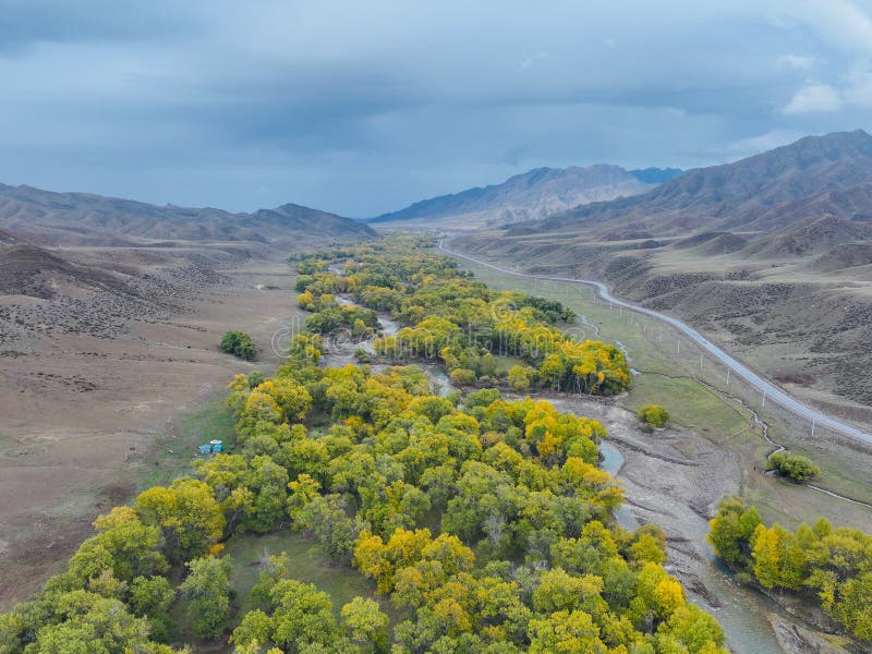 Bird S-eye View of Populus Euphratica Forest from High Altitude Stock ...