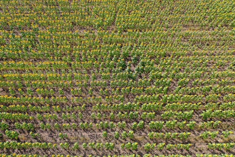 Birds Eye View of Sunflower Field Stock Image - Image of shrub ...