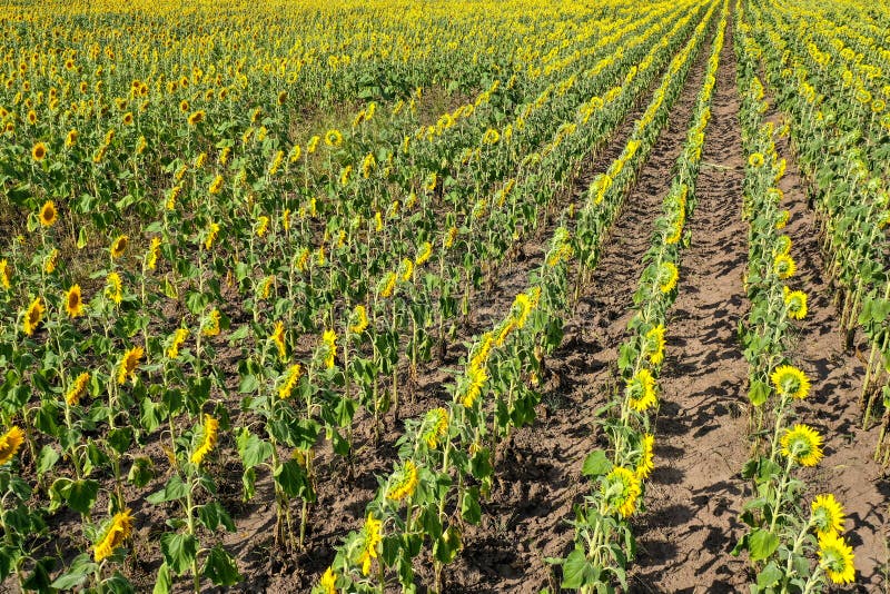 Birds Eye View of Sunflower Field Stock Photo - Image of vegetable ...