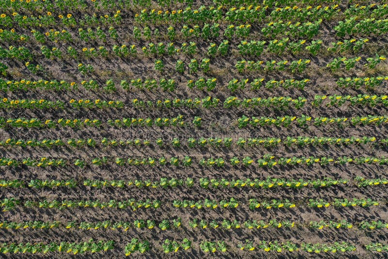 1,348 Crop Field Birds Eye View Stock Photos - Free & Royalty-Free ...