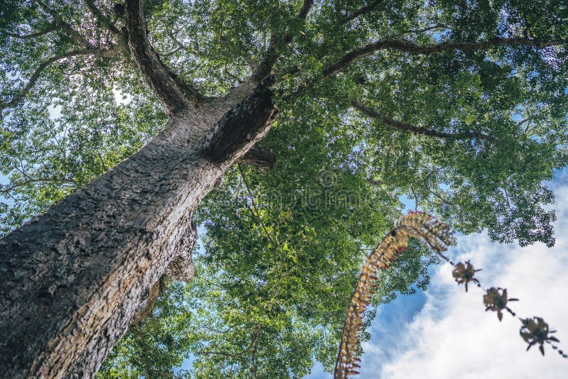 Bird S Eye View of a Tree Canopy Against a Blue Sky Stock Photo - Image ...