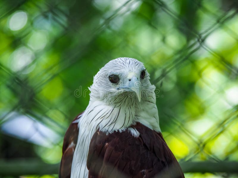 A Bird S Eyes that Stare Intently Stock Image - Image of falcon, eyes ...