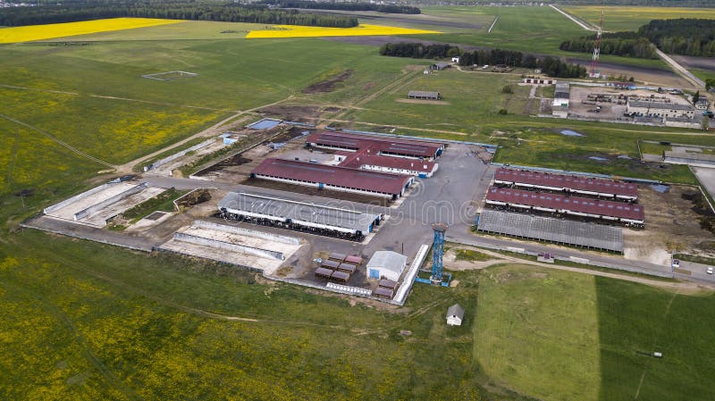 Bird`s Eyes View from Flying Drone of the Big Farm with Cows in the ...