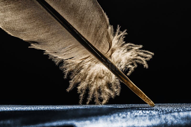 Bird`s feather, close-up. stock image. Image of decoration - 113568835