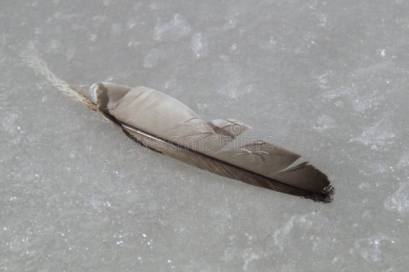 A Bird`s Feather in the Ice Stock Photo - Image of nature, winter ...