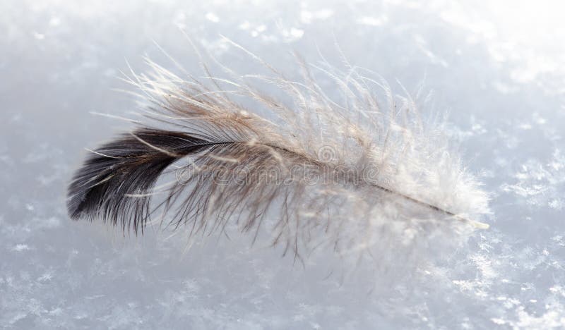 The Bird S Feather Lies on the White Snow. Macro Stock Photo - Image of ...