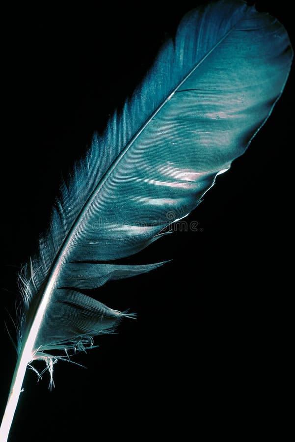A Bird S Feather in Macro Closeup with a Structure of Details. Stock ...