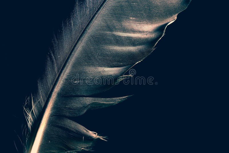 A Bird S Feather in Macro Closeup with a Structure of Details. Stock ...