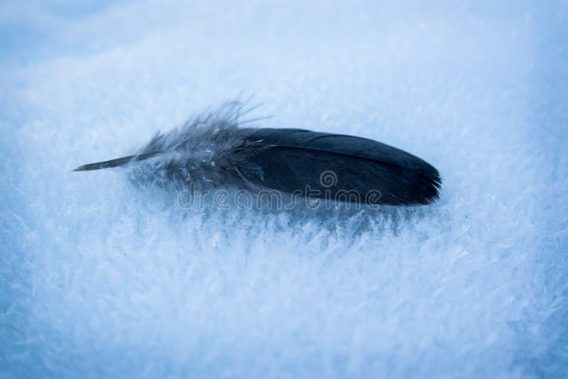 Bird`s feather on the snow stock photo. Image of abstract - 111943586
