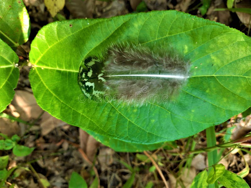 The Bird`s Feathers Rest on the Top of the Leaf Stock Photo - Image of ...