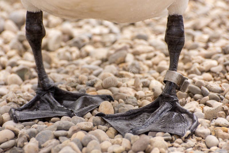 The Feet of a Bird Standing on Top of Rocks and Gravel Stock Image ...