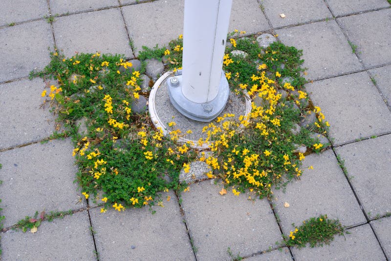 Bird S-foot Trefoil Around a Flag Pole. Stock Image - Image of ...