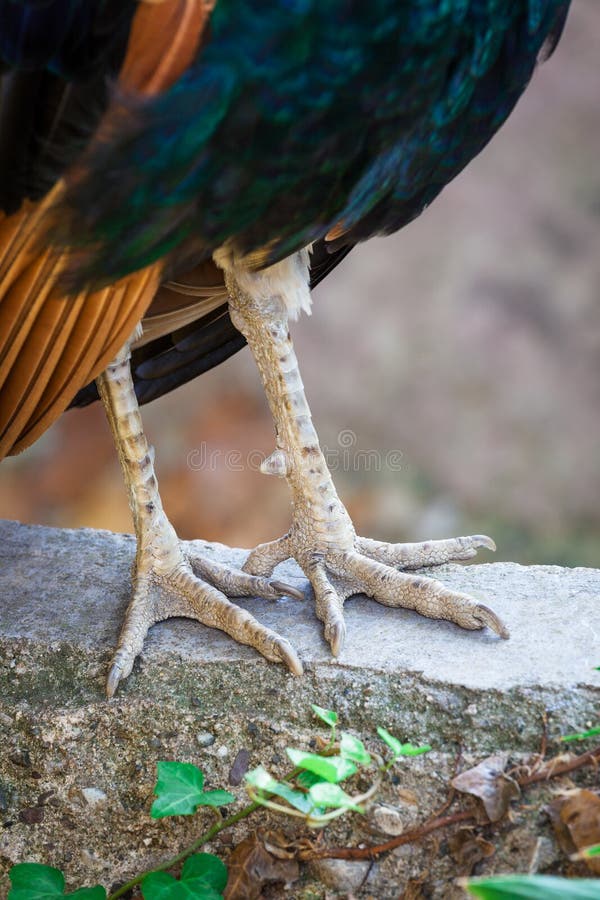 Bird s legs stock photo. Image of farm, stone, leather - 40733734