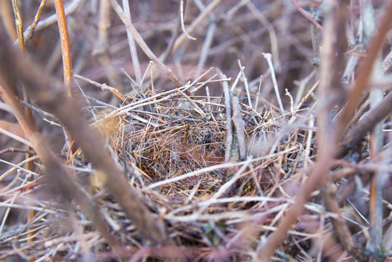 Bird`s nest on a branch stock photo. Image of fauna - 173191826