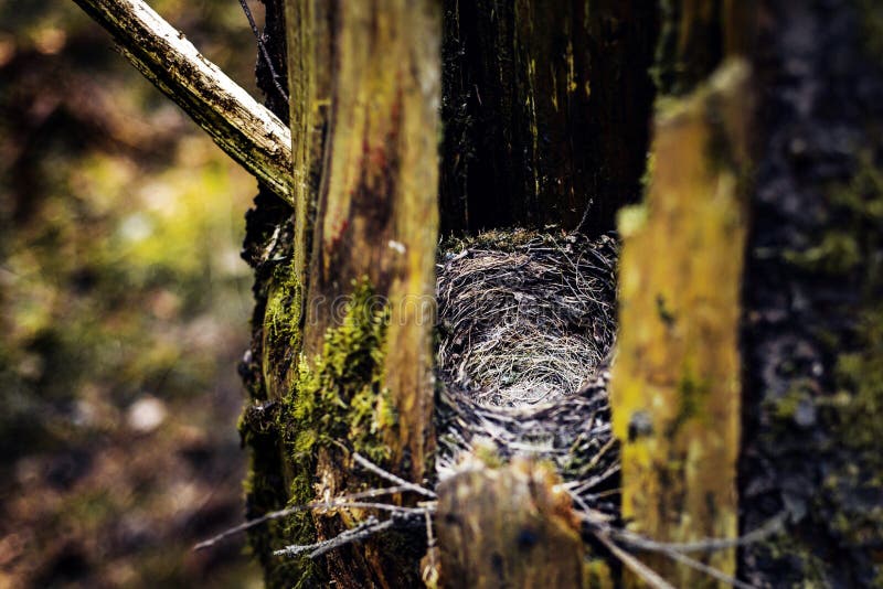 270 Broken Birds Nest Stock Photos - Free & Royalty-Free Stock Photos ...
