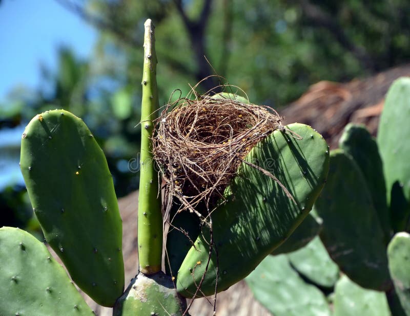 Bird`s nest on a cactus stock image. Image of natural - 84396987