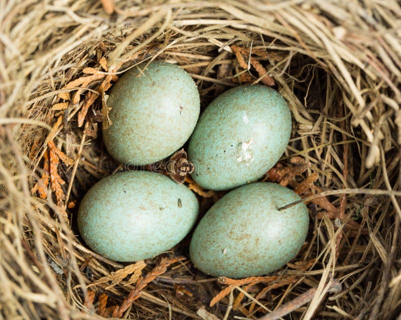 Bird`s Nest with 4 Eggs of a Blackbird Outdoor Stock Photo - Image of ...