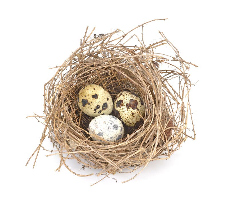 Bird S Nest and Eggs Isolated on White. Stock Photo - Image of house ...