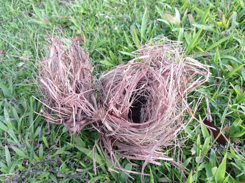 Bird& X27;s Nest that Fell on the Grass Field Stock Photo - Image of ...