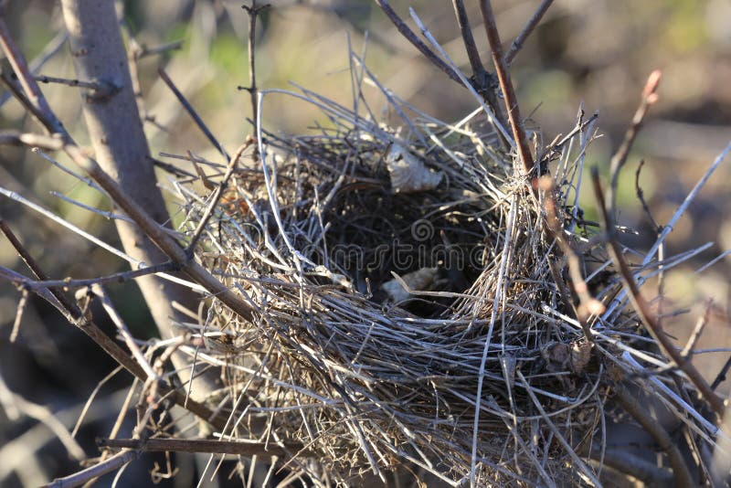 Bird`s Nest of Grass on Tree Branches Stock Photo - Image of branch ...