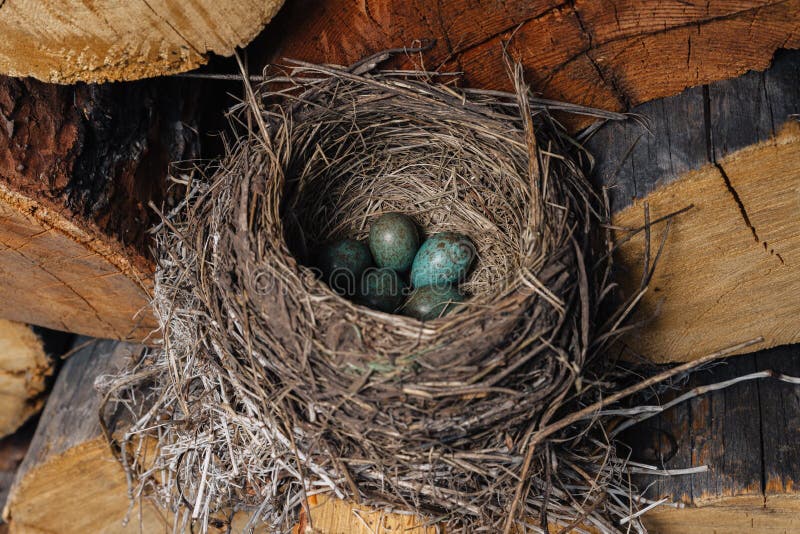 Bird S Nest with Green Eggs Inside. the Bird Made a Nest in the ...