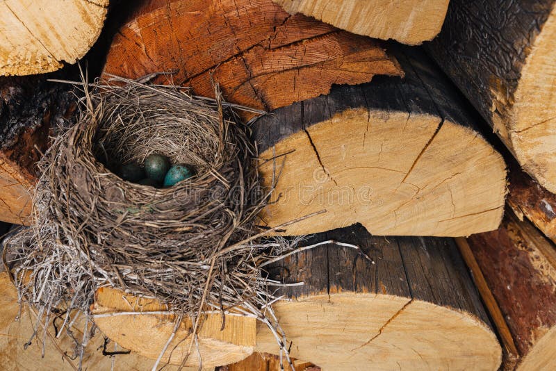 Bird S Nest with Green Eggs Inside. the Bird Made a Nest in the ...