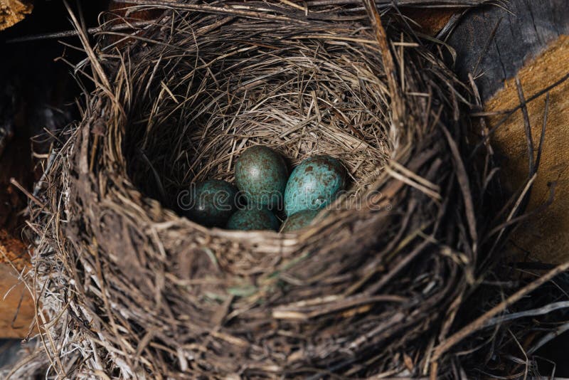 Bird S Nest with Green Eggs Inside. the Bird Made a Nest in the ...