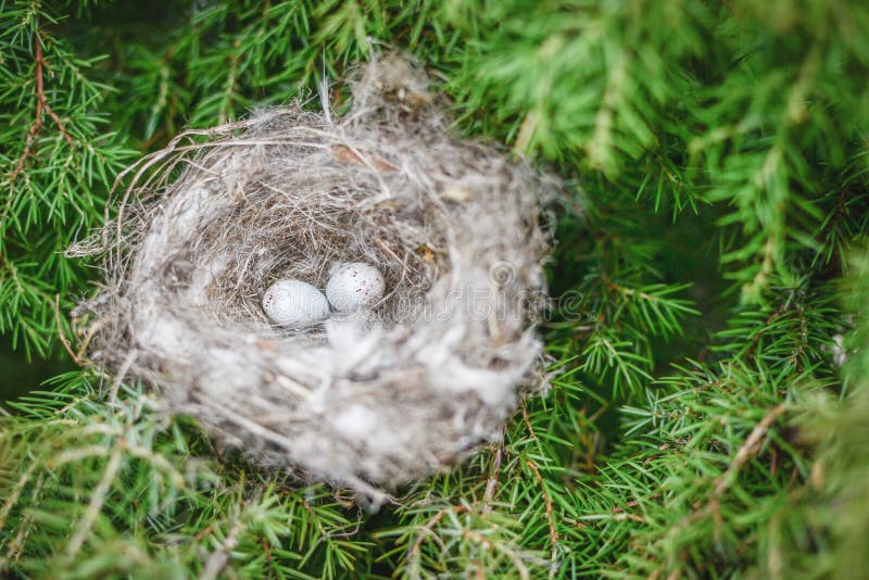 Bird S Nest Hidden in a Tree Stock Image - Image of decoration ...