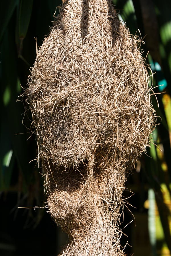 Bird`s Nest Home Nature Texture Stock Photo - Image of retirement ...