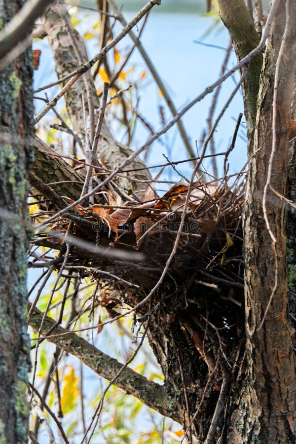 Bird S Nest Made of Branches on a Tree Stock Image - Image of branch ...